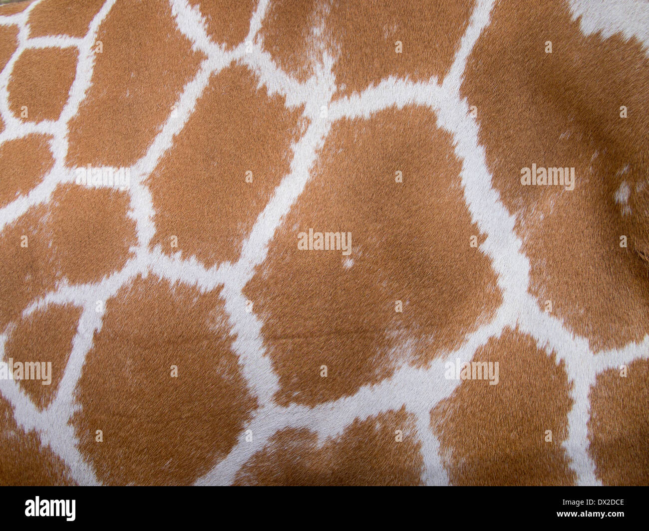 Animal skin pattern hi-res stock photography and images - Alamy