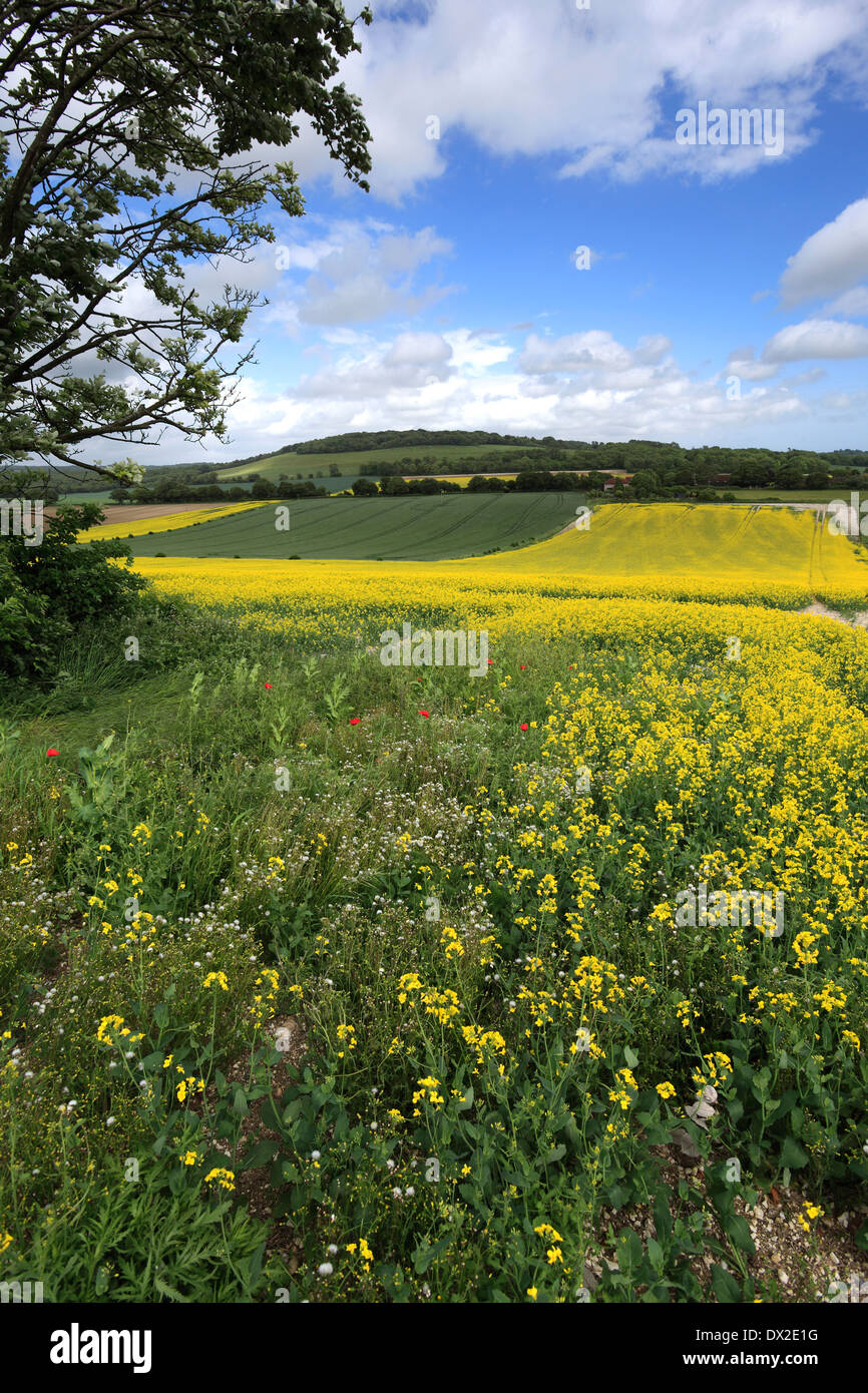 Summer Landscape over Eartham village, South Downs National Park ...