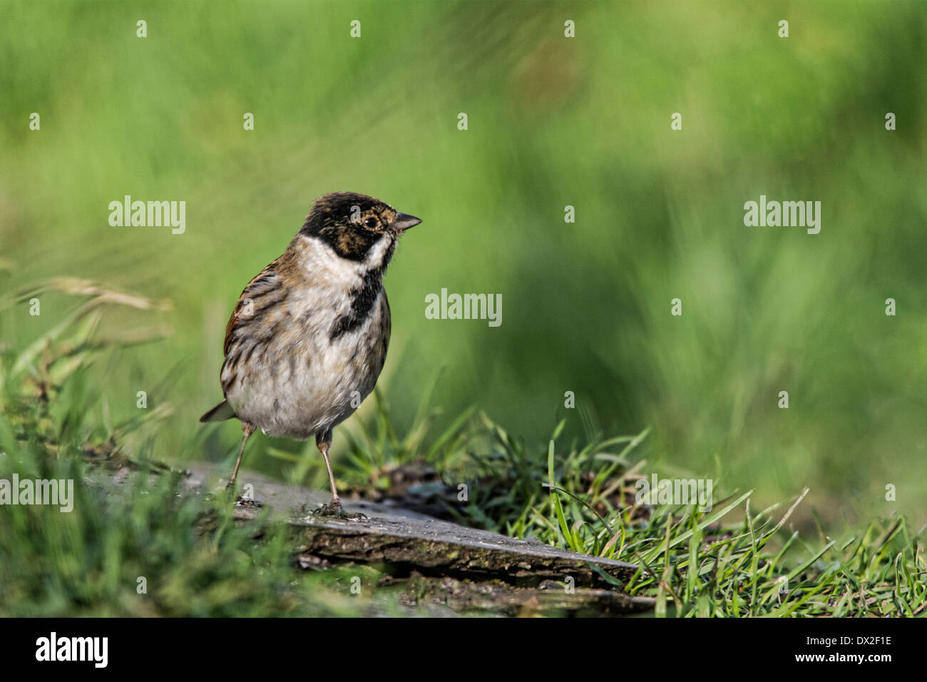 Reed finch hi-res stock photography and images - Alamy
