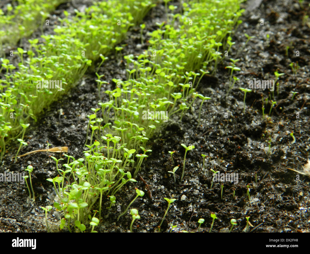 The first green shoots start to grow Stock Photo - Alamy