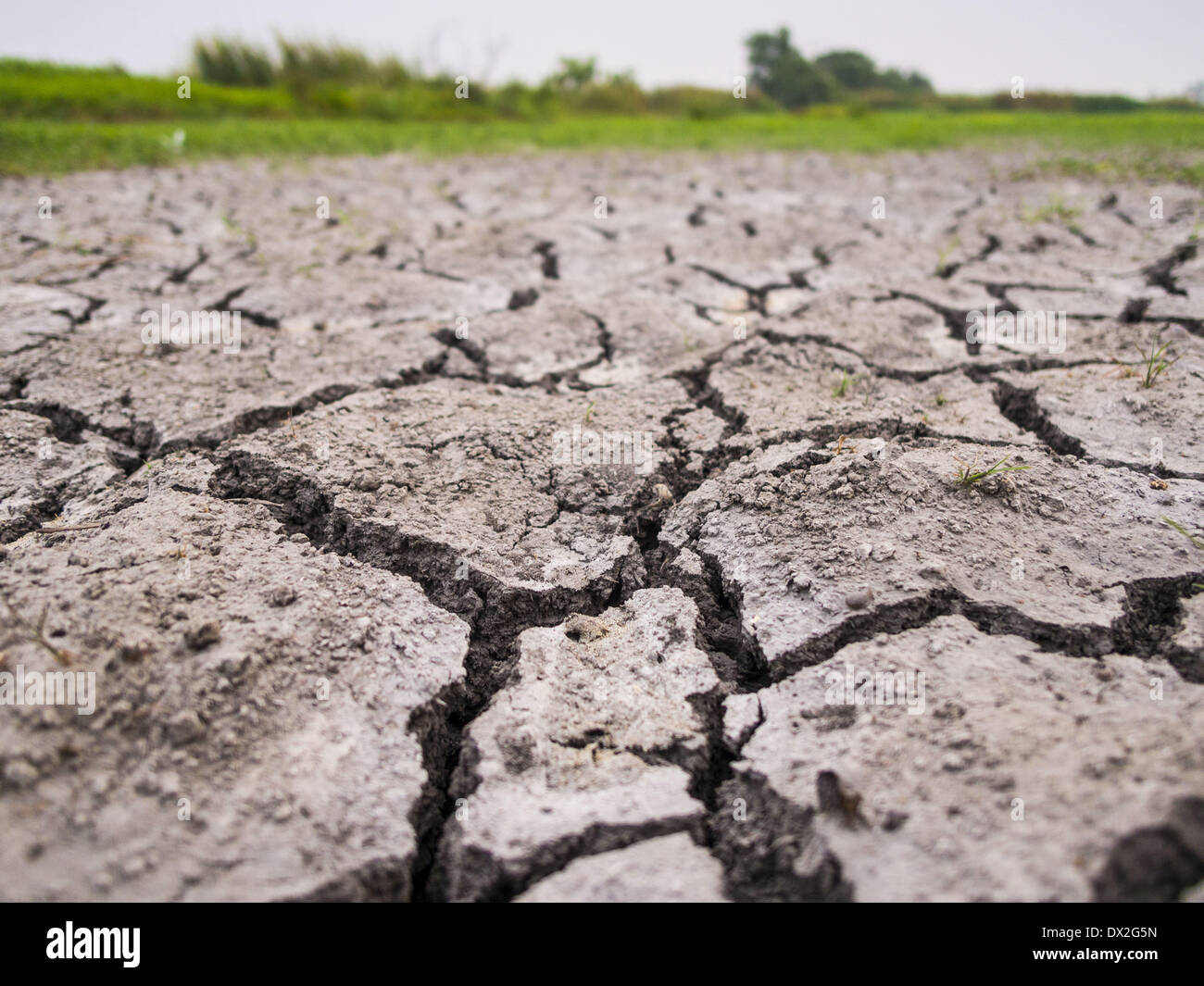 Dried rice plants hi-res stock photography and images - Alamy