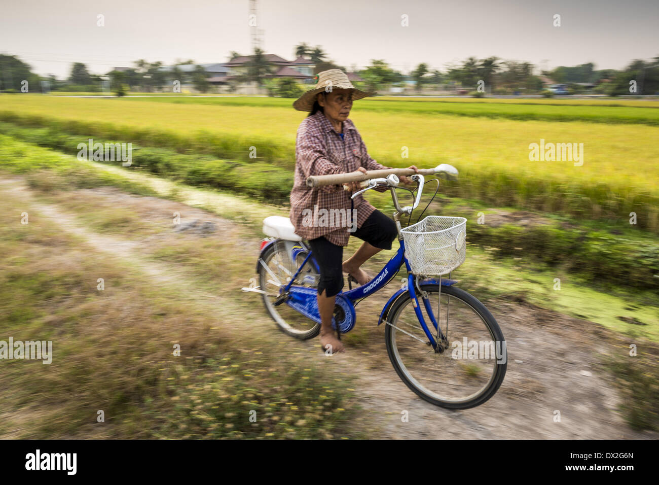 Thailand rice fields bike hi-res stock photography and images - Alamy