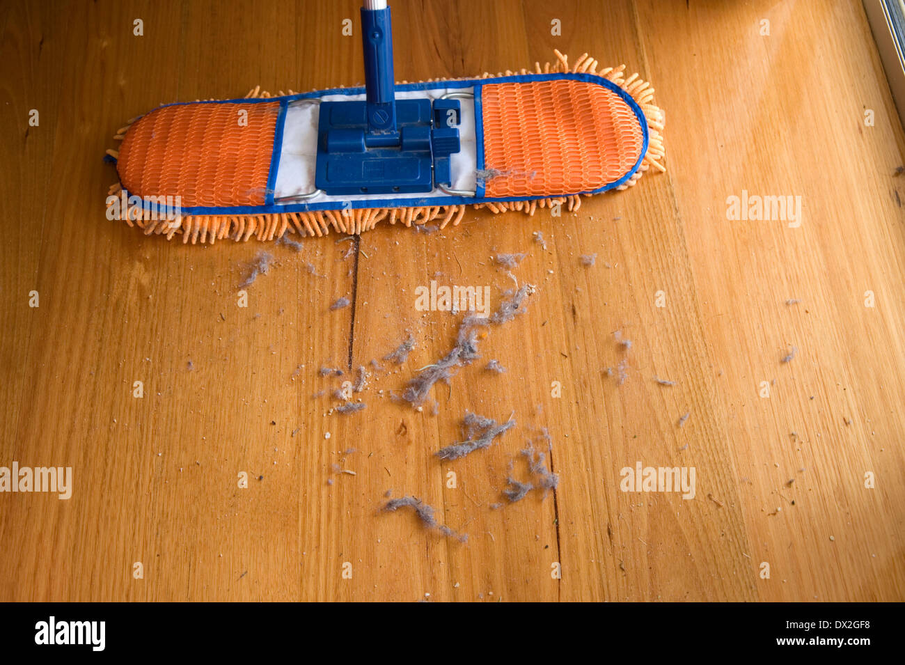 dust bunnies on wooden floor Stock Photo - Alamy