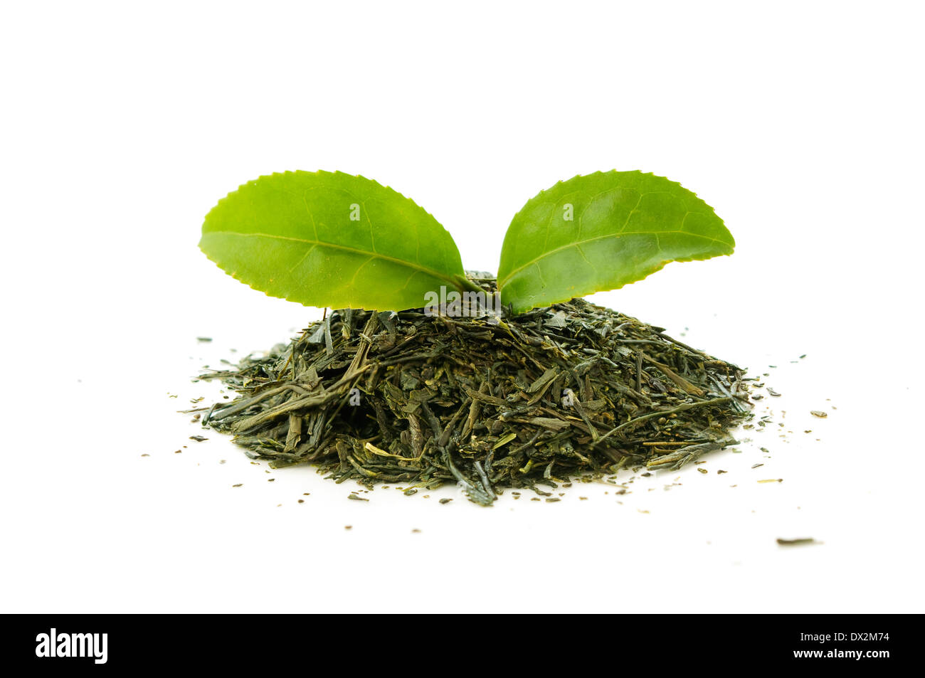 Fresh tea leaf hi-res stock photography and images - Alamy