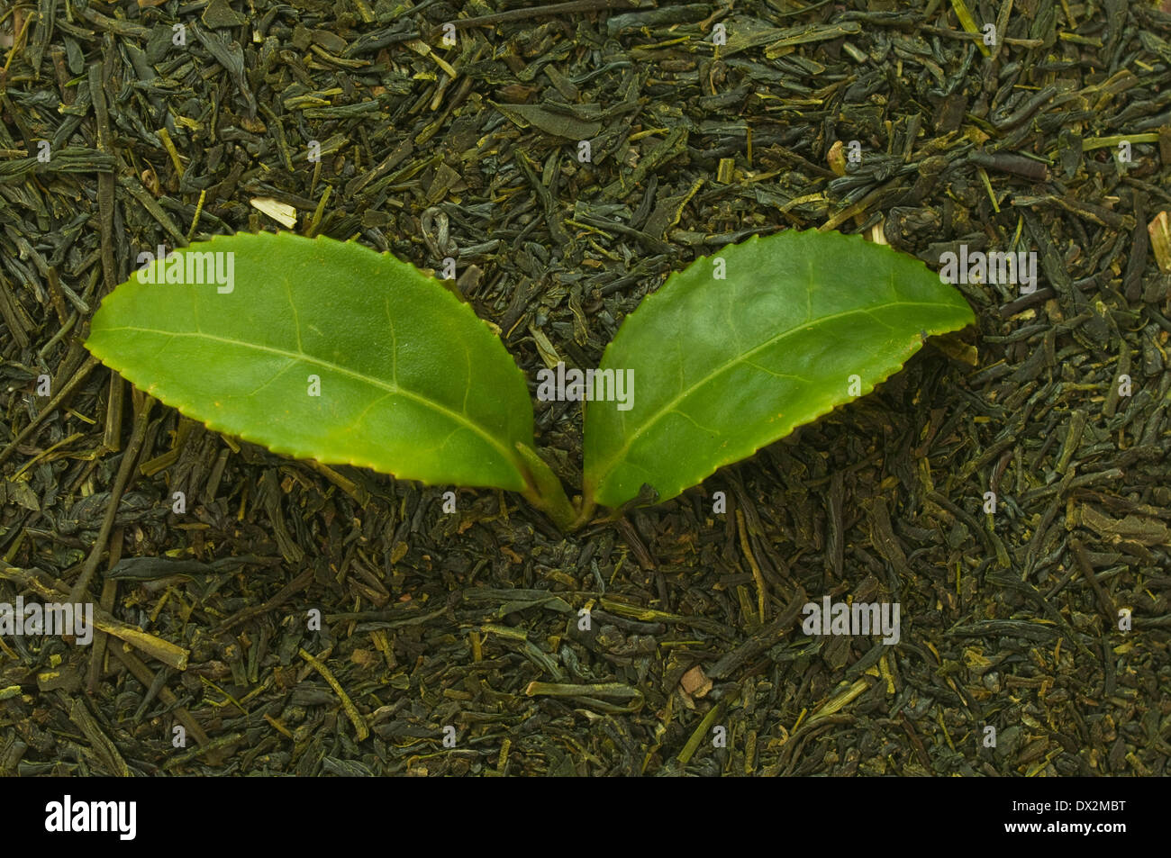 Fresh tea leaf hi-res stock photography and images - Alamy