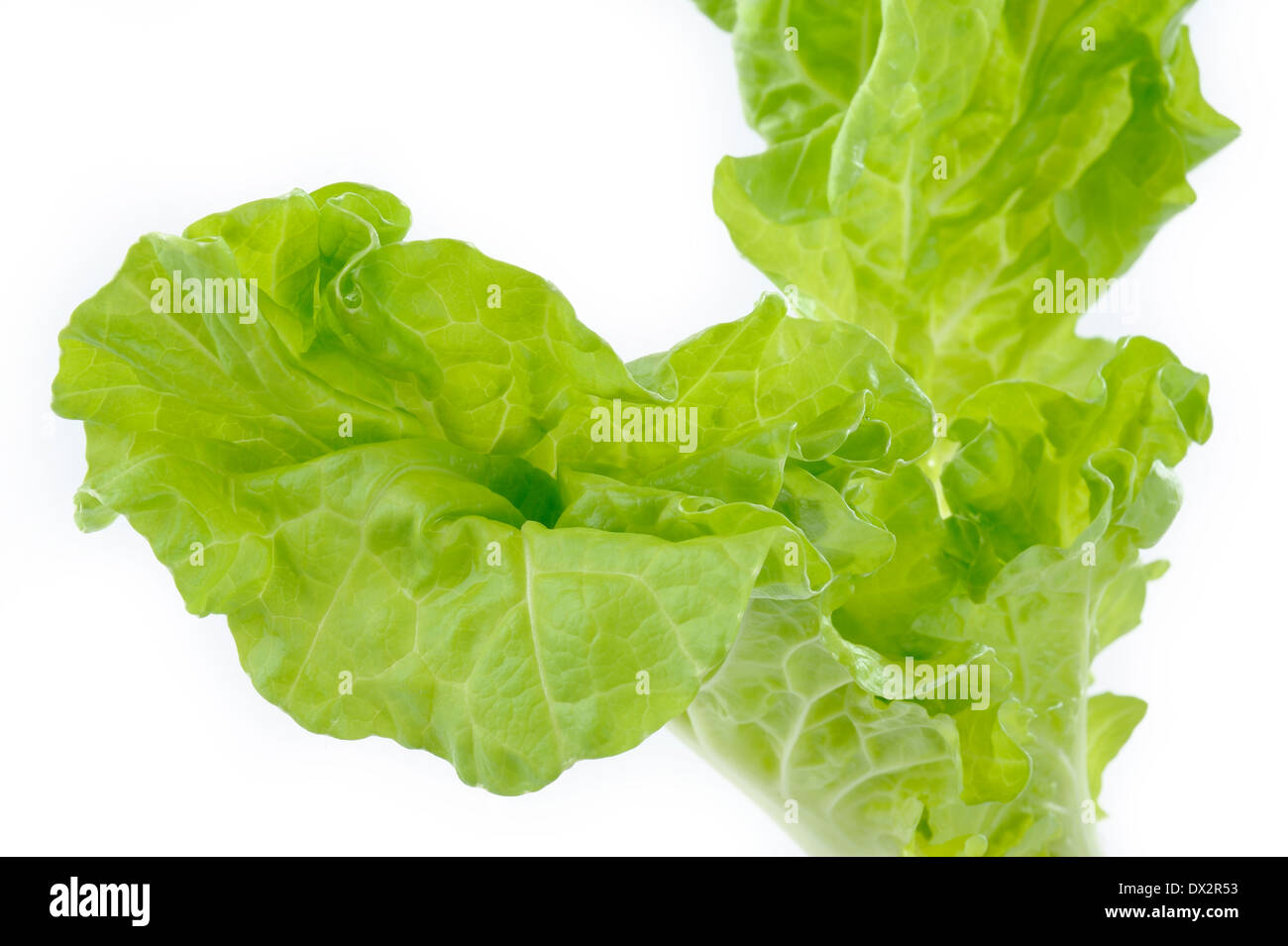 Lettuce Cut Out Stock Images & Pictures - Alamy
