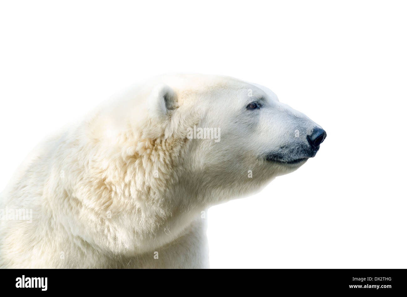 Figure of a polar bear. Isolation on white background Stock Photo - Alamy