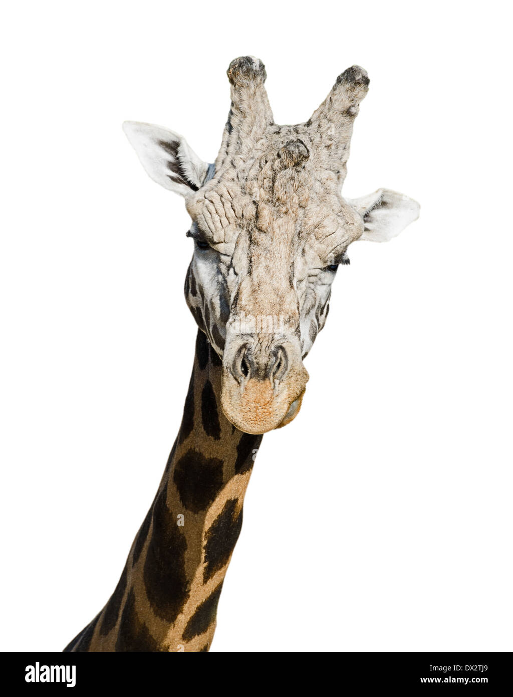 Portrait of surprised giraffe. Isolation on white background Stock ...