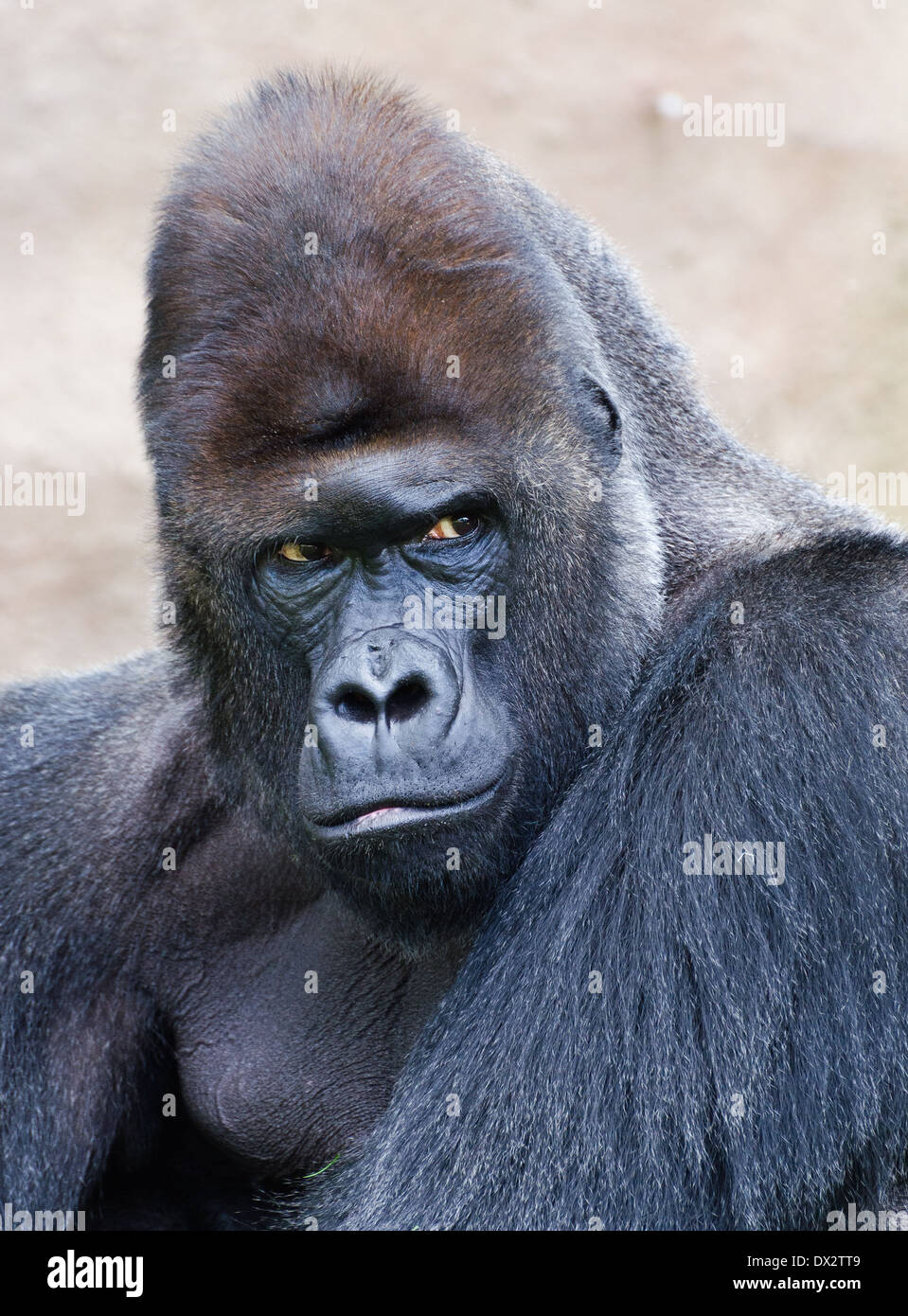 Gorilla head hi-res stock photography and images - Alamy