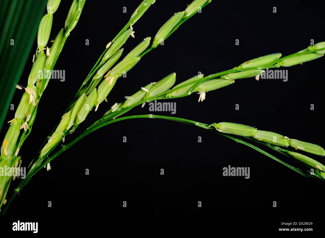 green paddy rice Stock Photo - Alamy