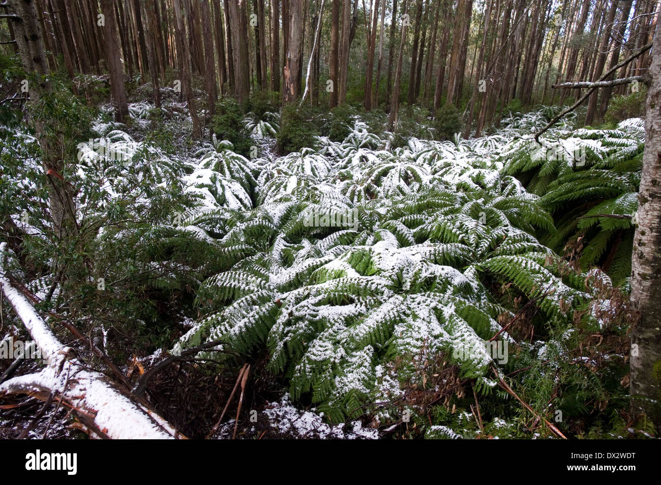 snow in Australia Stock Photo - Alamy