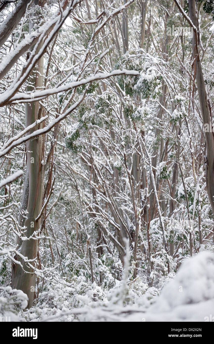 snow in Australia Stock Photo - Alamy