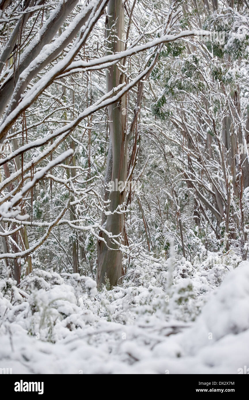 snow in Australia Stock Photo - Alamy