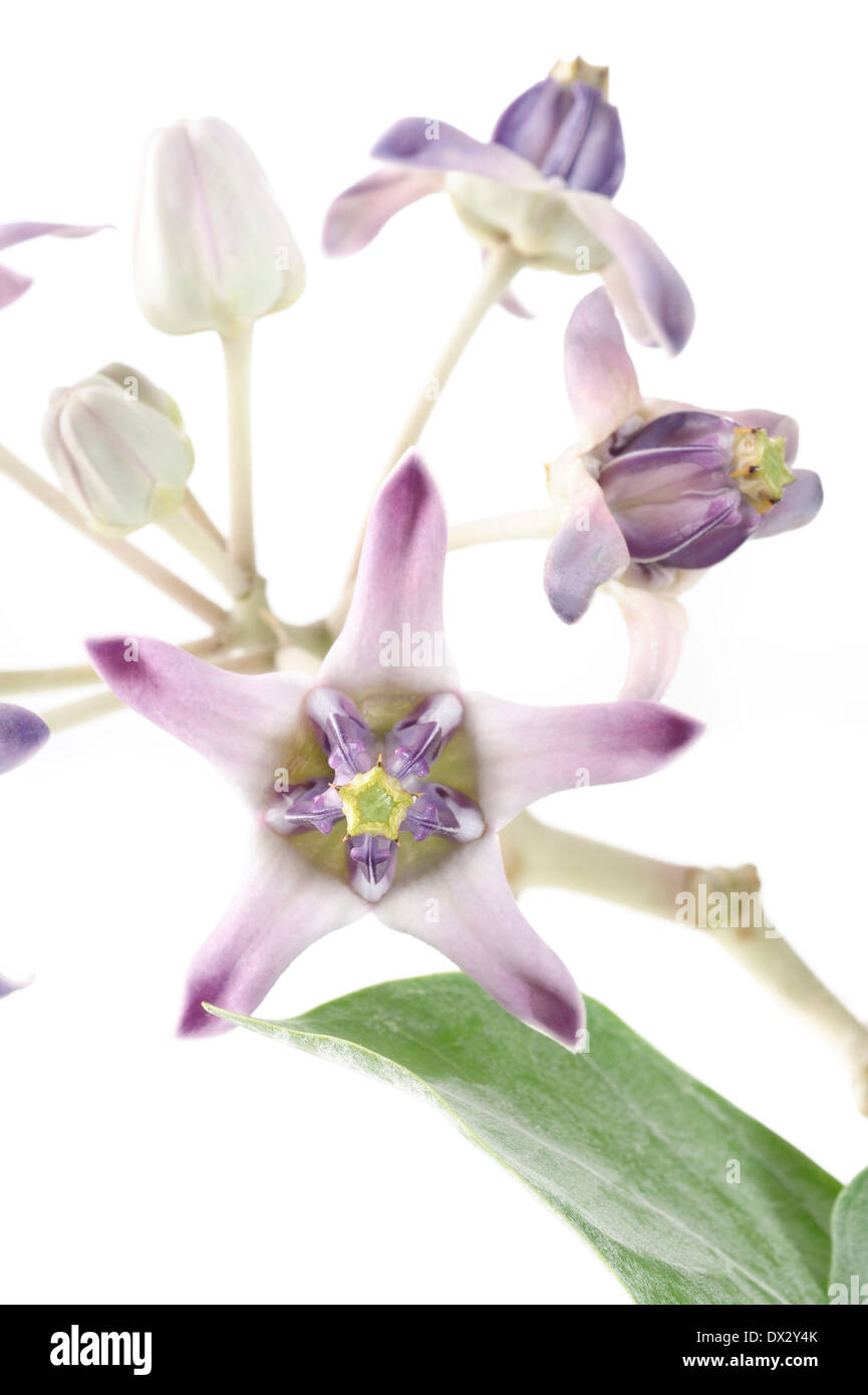 Crown flower hi-res stock photography and images - Alamy