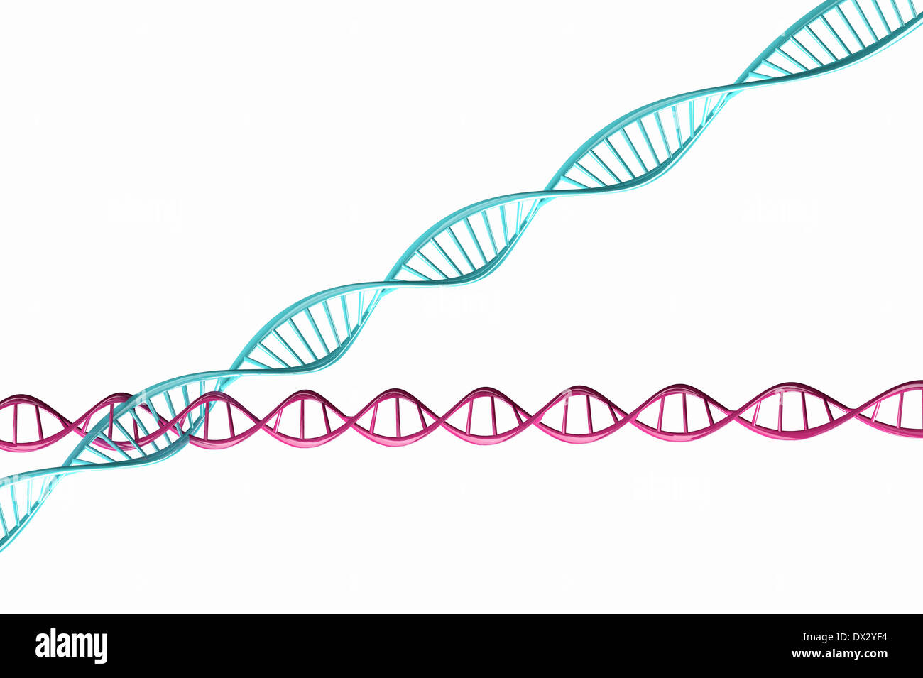 3d render ,Model of twisted DNA chain isolated on white background High ...