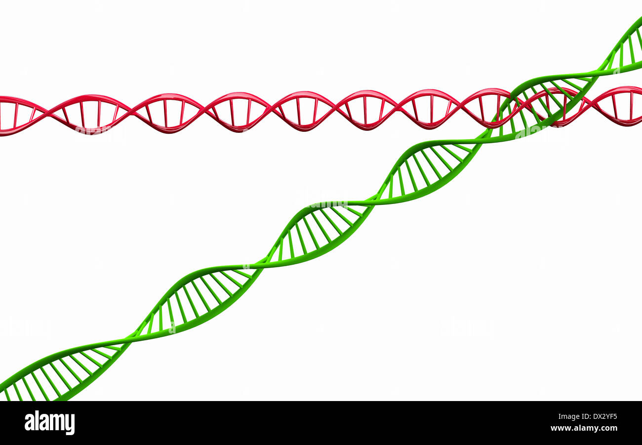 3d render ,Model of twisted DNA chain isolated on white background High ...