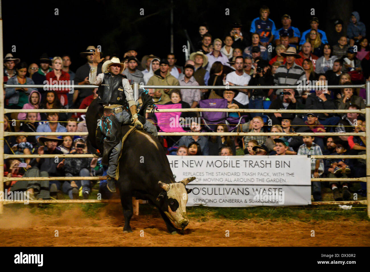 Professional Bull Riding High Resolution Stock Photography and Images ...