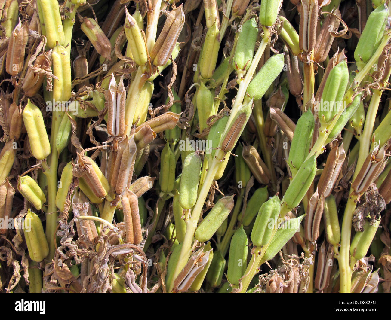 Cirali, Turkey. 29th Sep, 2012. Seed heads of sesame (Sesamum indicum ...