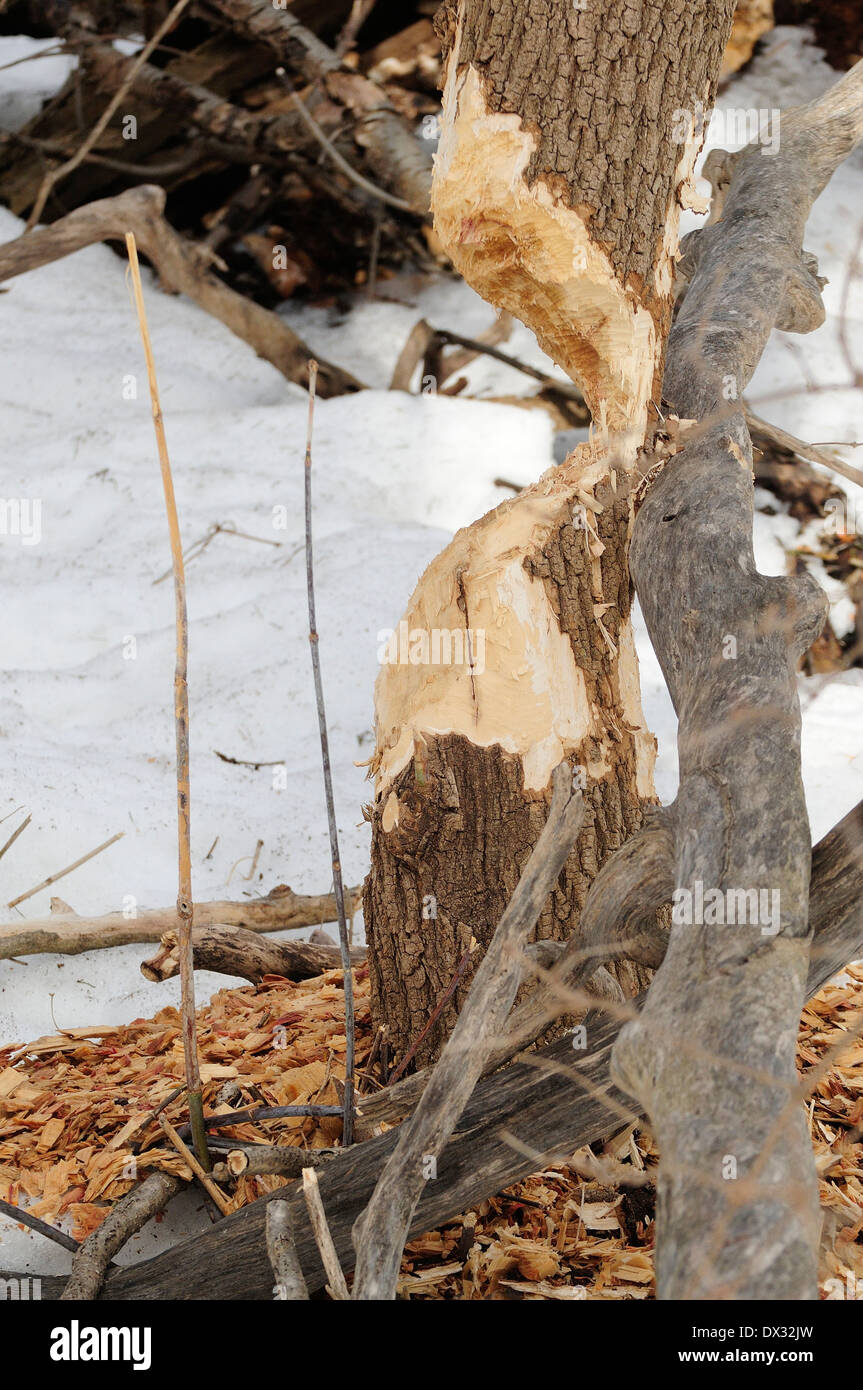 Beaver Tree Chew Stock Photos & Beaver Tree Chew Stock Images - Alamy