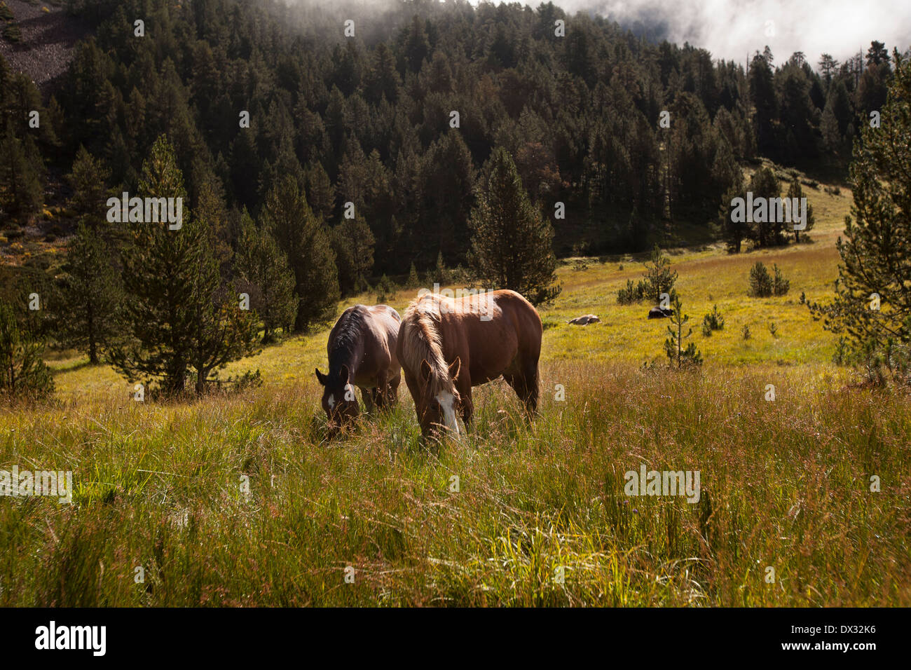 Pyrenees horses hi-res stock photography and images - Alamy