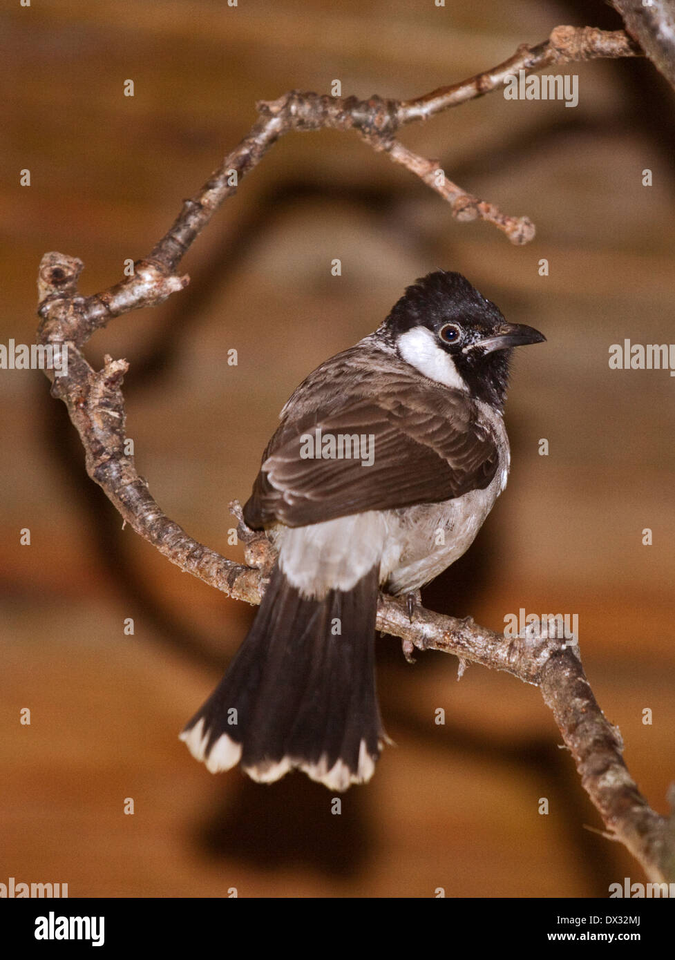 White Cheeked or Himalayan Bulbul (pycnonotus leucogenys Stock Photo ...