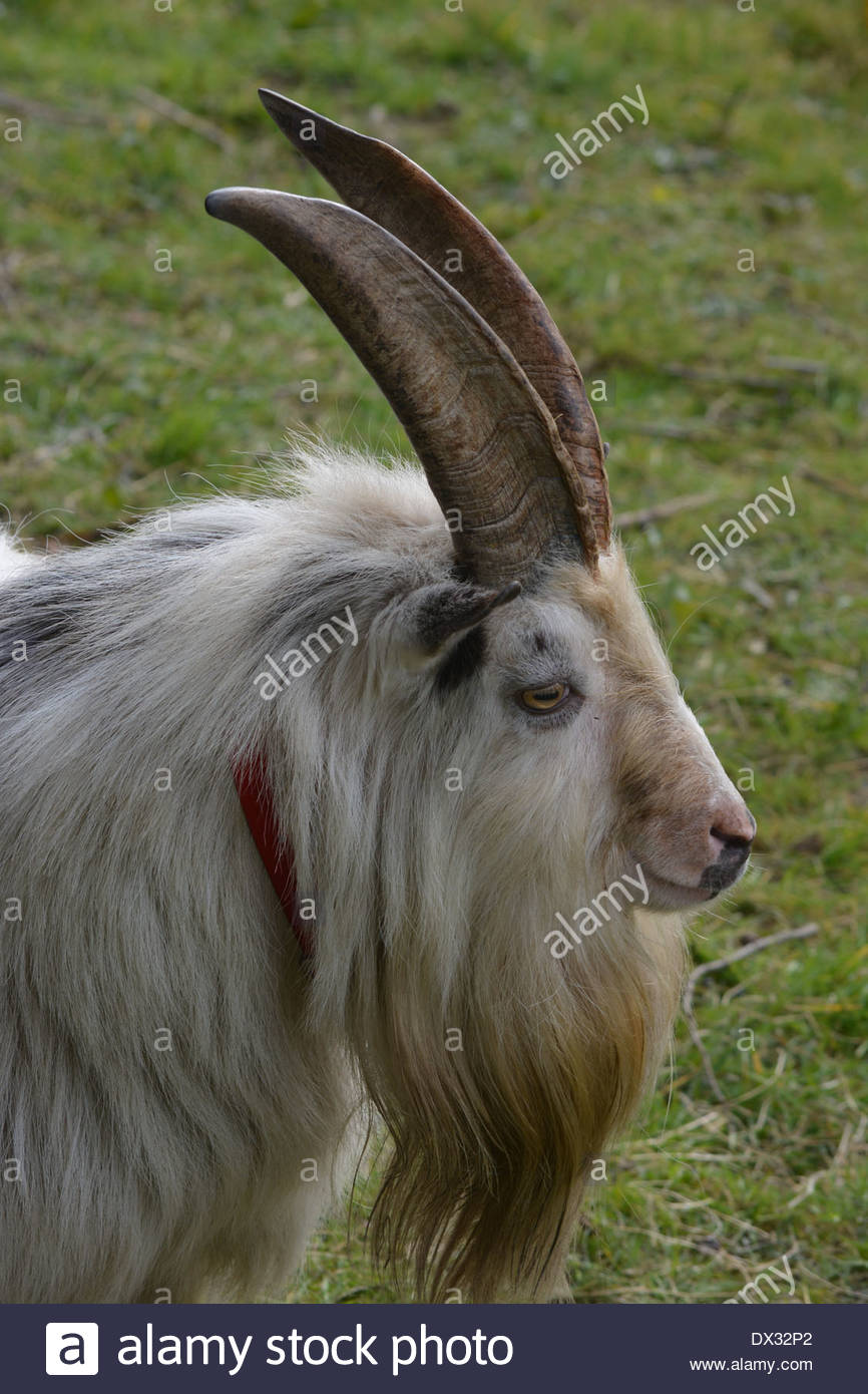 Billy goat Stock Photo, Royalty Free Image: 67680202 - Alamy