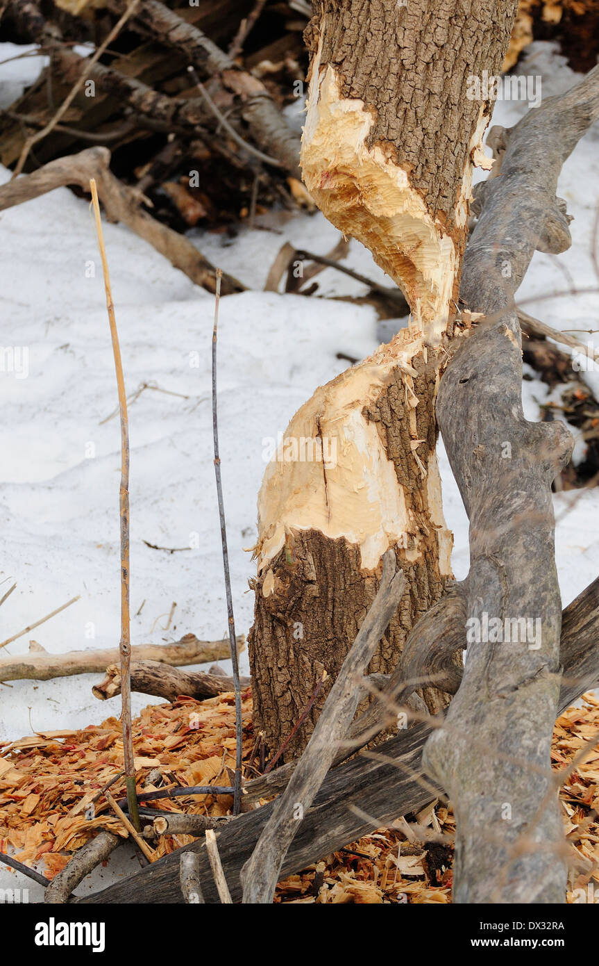 Tree trunk chewed by beaver Stock Photo - Alamy