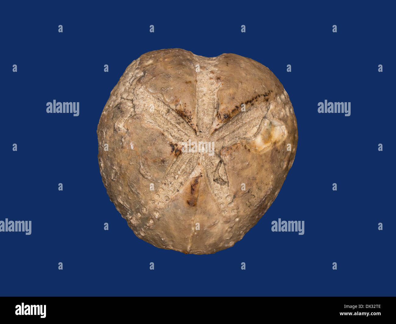 Micraster sp. Fossil sea urchin from Cretaceous period.East Norfolk UK ...