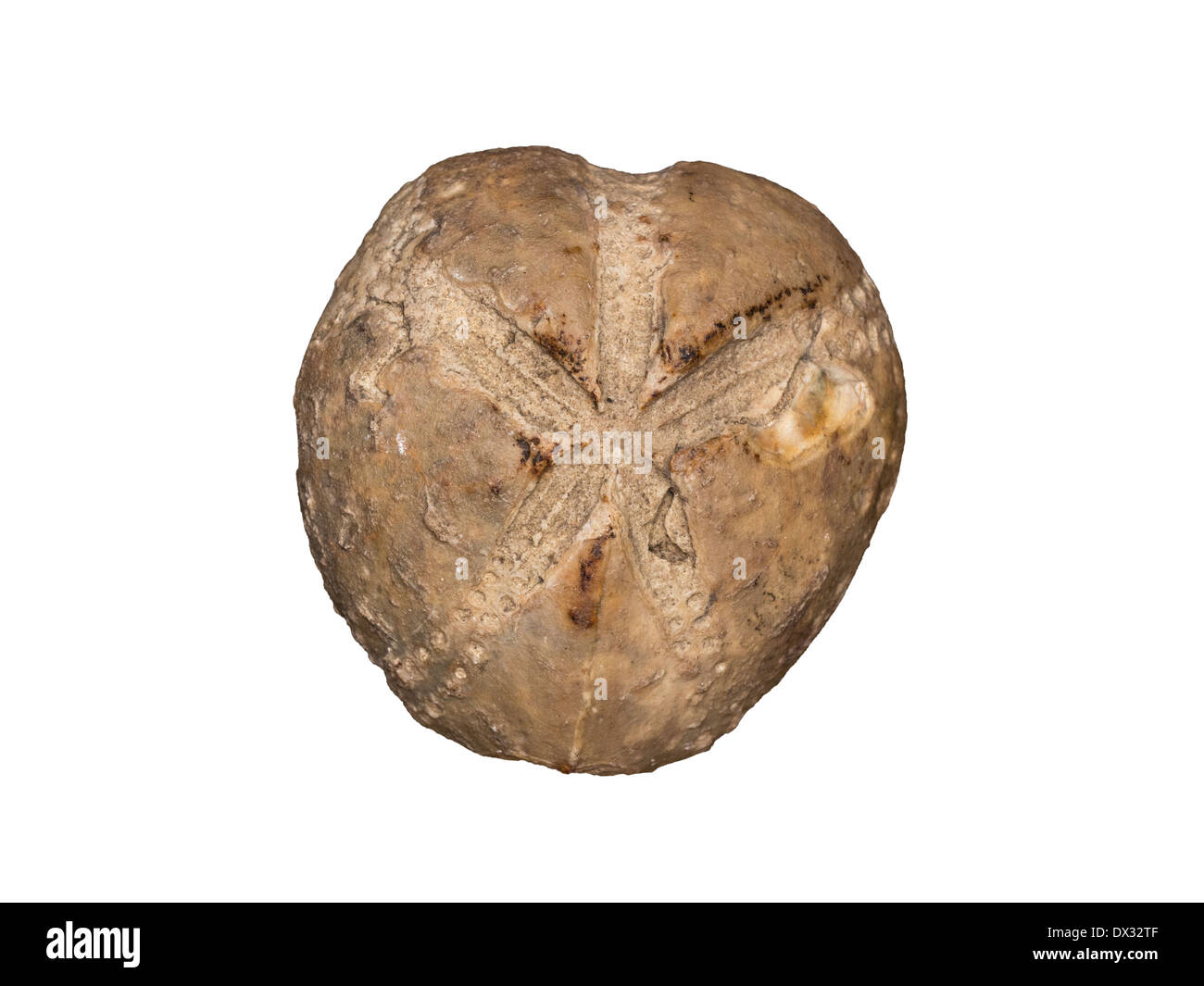 Sea urchin uk hi-res stock photography and images - Alamy
