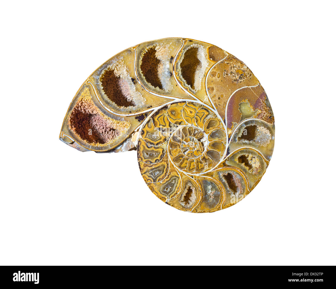 Cretaceous period landscape hi-res stock photography and images - Alamy