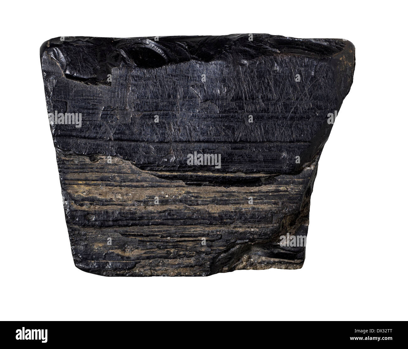 Unpolished Whitby Jet Fossilised Monkey Puzzle Tree Jurassic 160m years ...