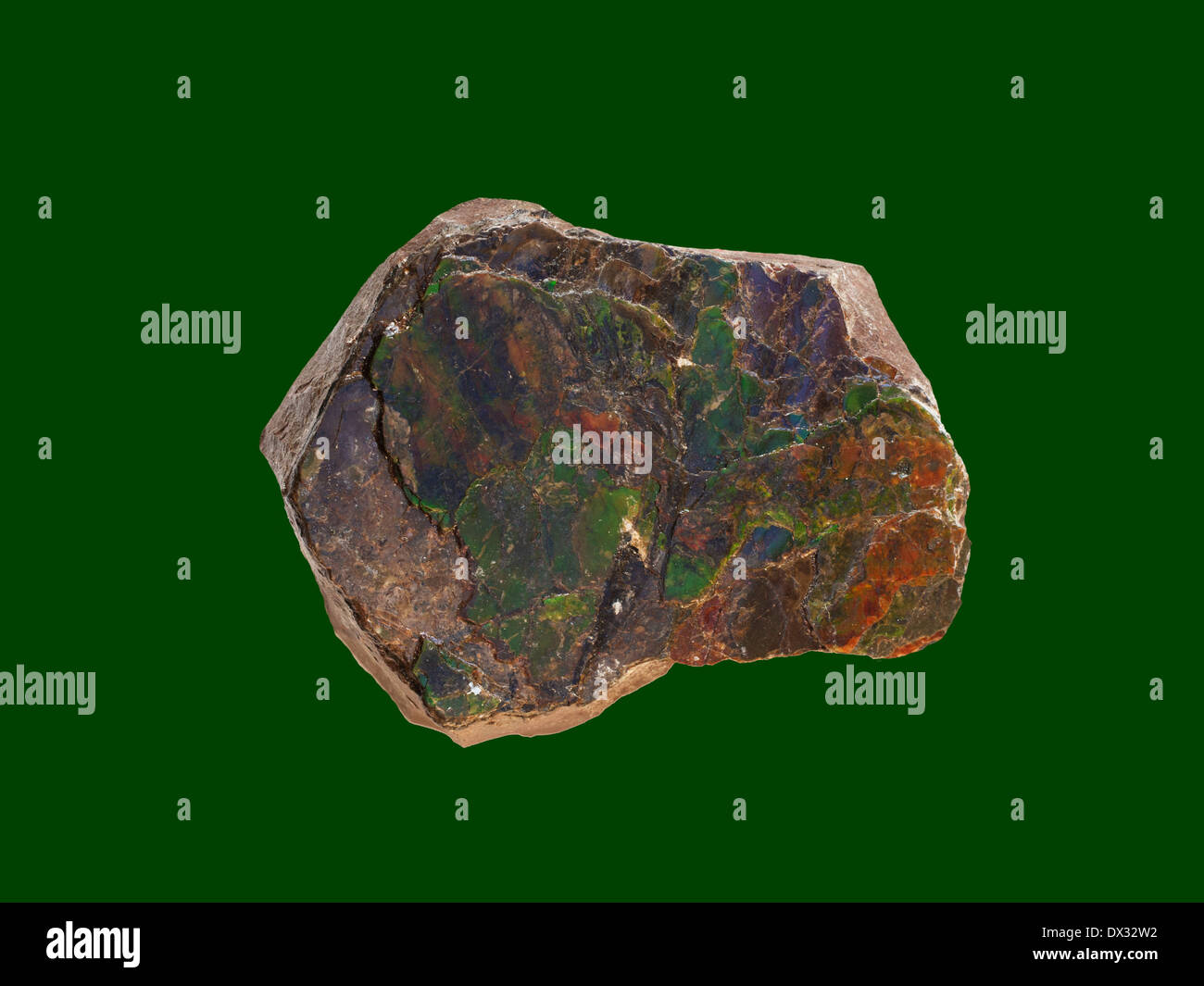 Fossilized shells hi-res stock photography and images - Alamy