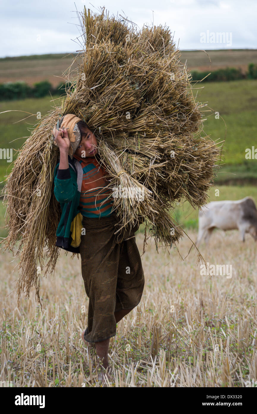 SHAN PROVINCE, MYANMAR - CIRCA DECEMBER 2013: Young farmer carrying ...