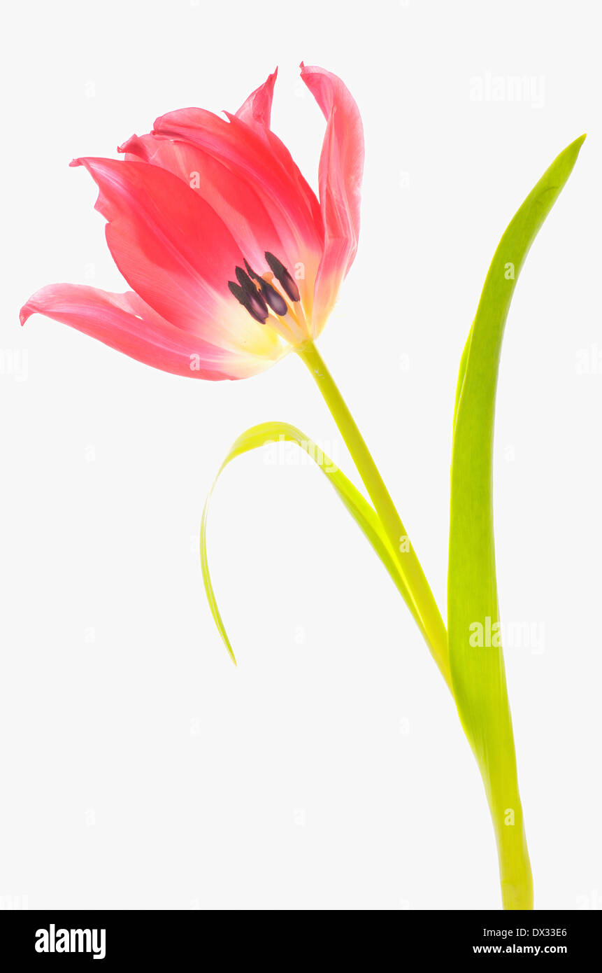 One red tulip on Cut Out Stock Images & Pictures - Alamy