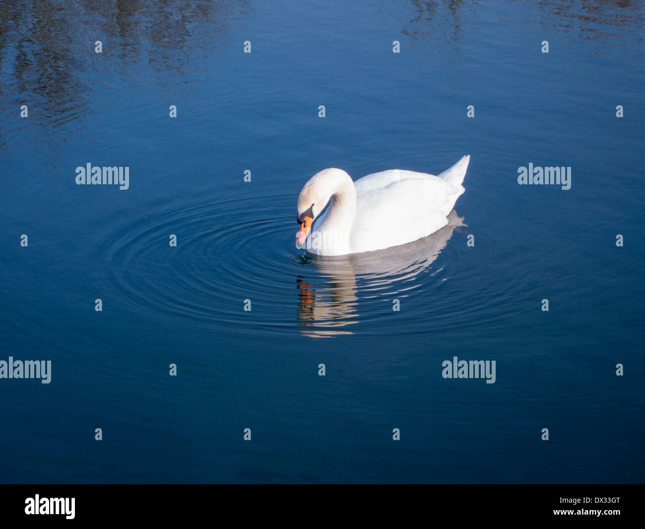 Serenity of a single swan hi-res stock photography and images - Alamy