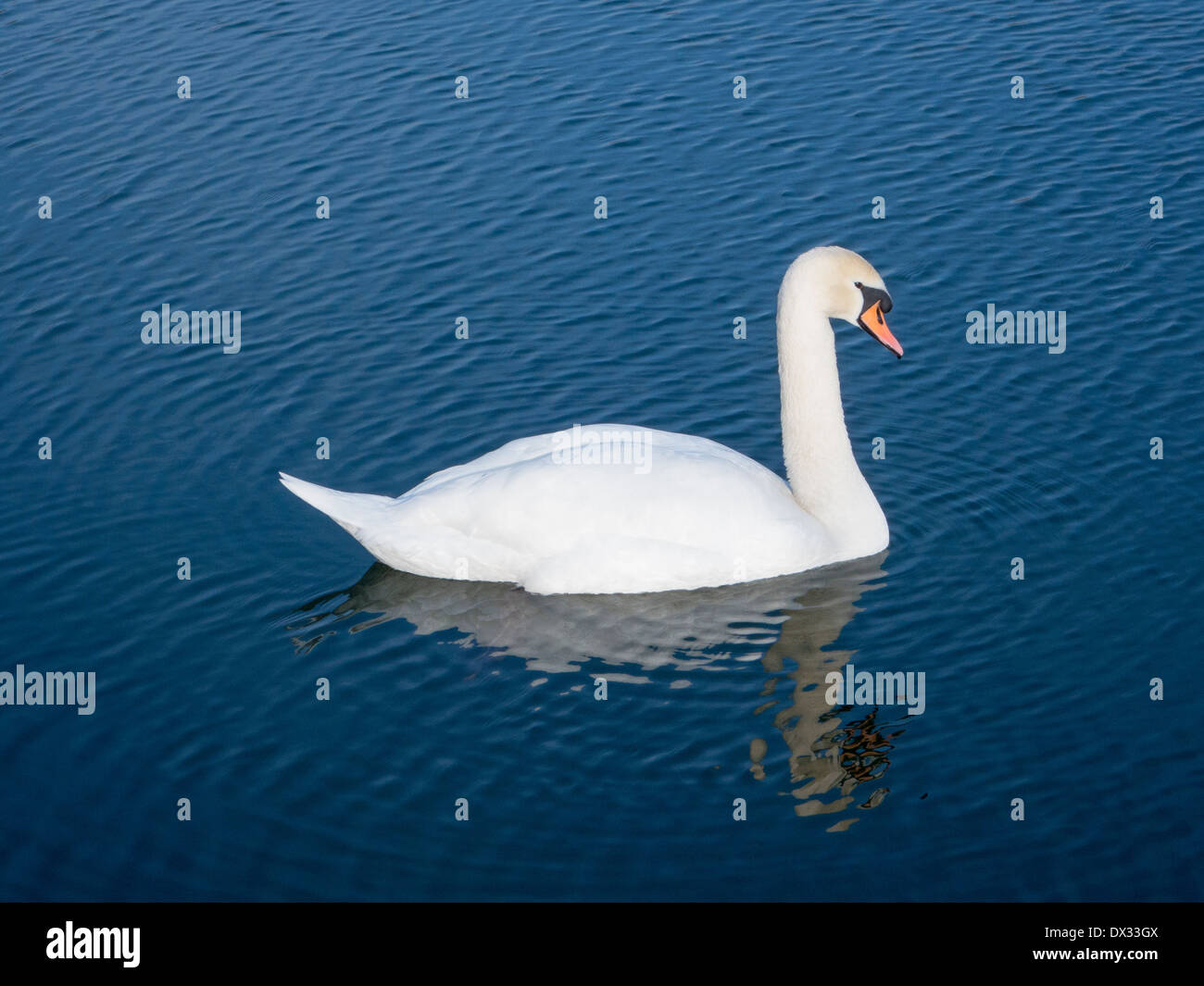 Serenity of a single swan hi-res stock photography and images - Alamy
