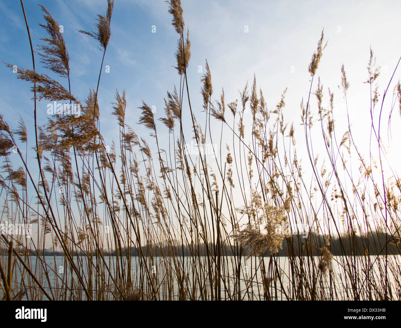 Reeds pattern hi-res stock photography and images - Alamy