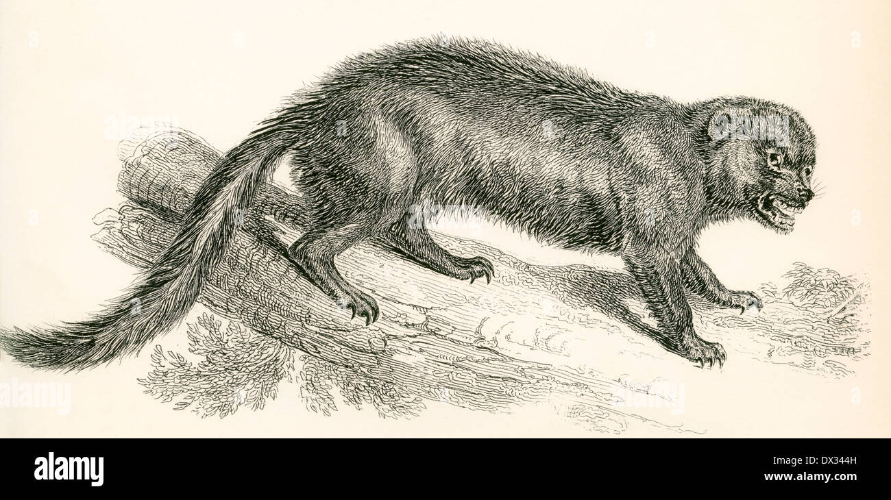 Carnivore Animals Drawing