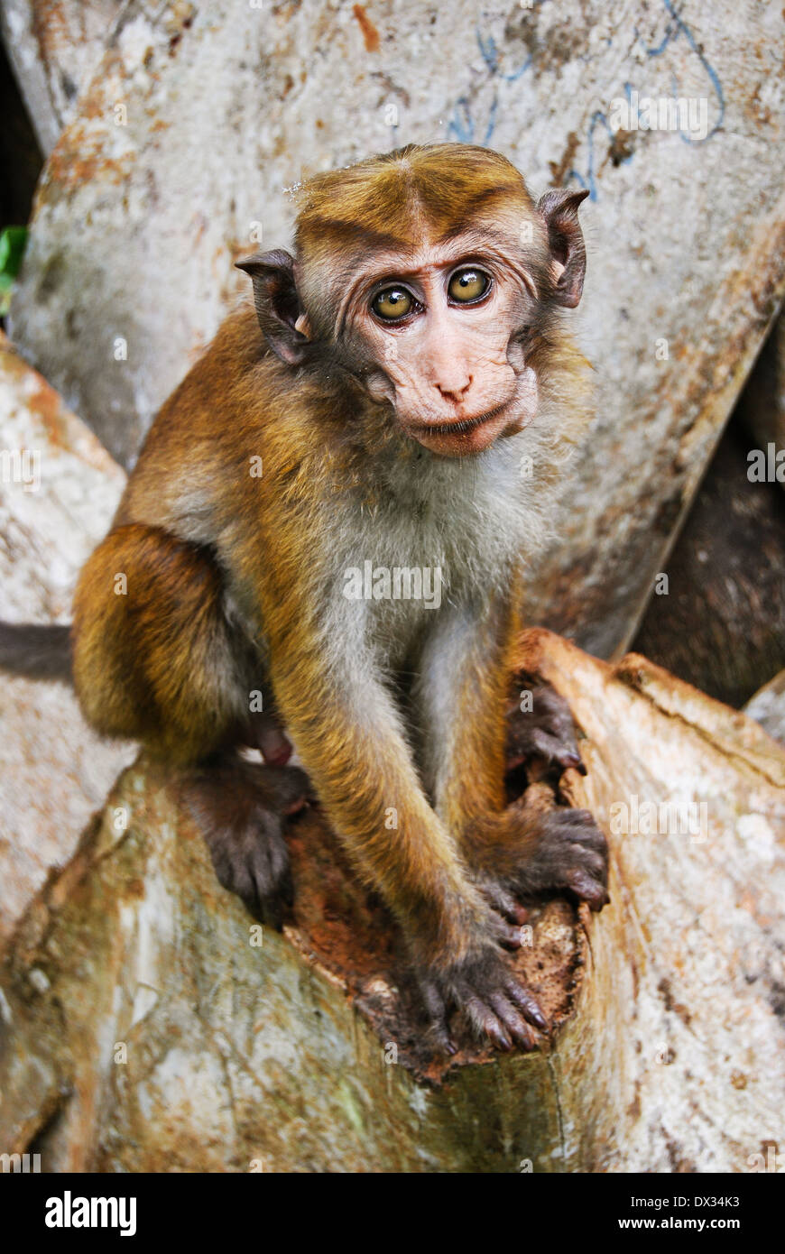 Cute Monkey With Big Eyes