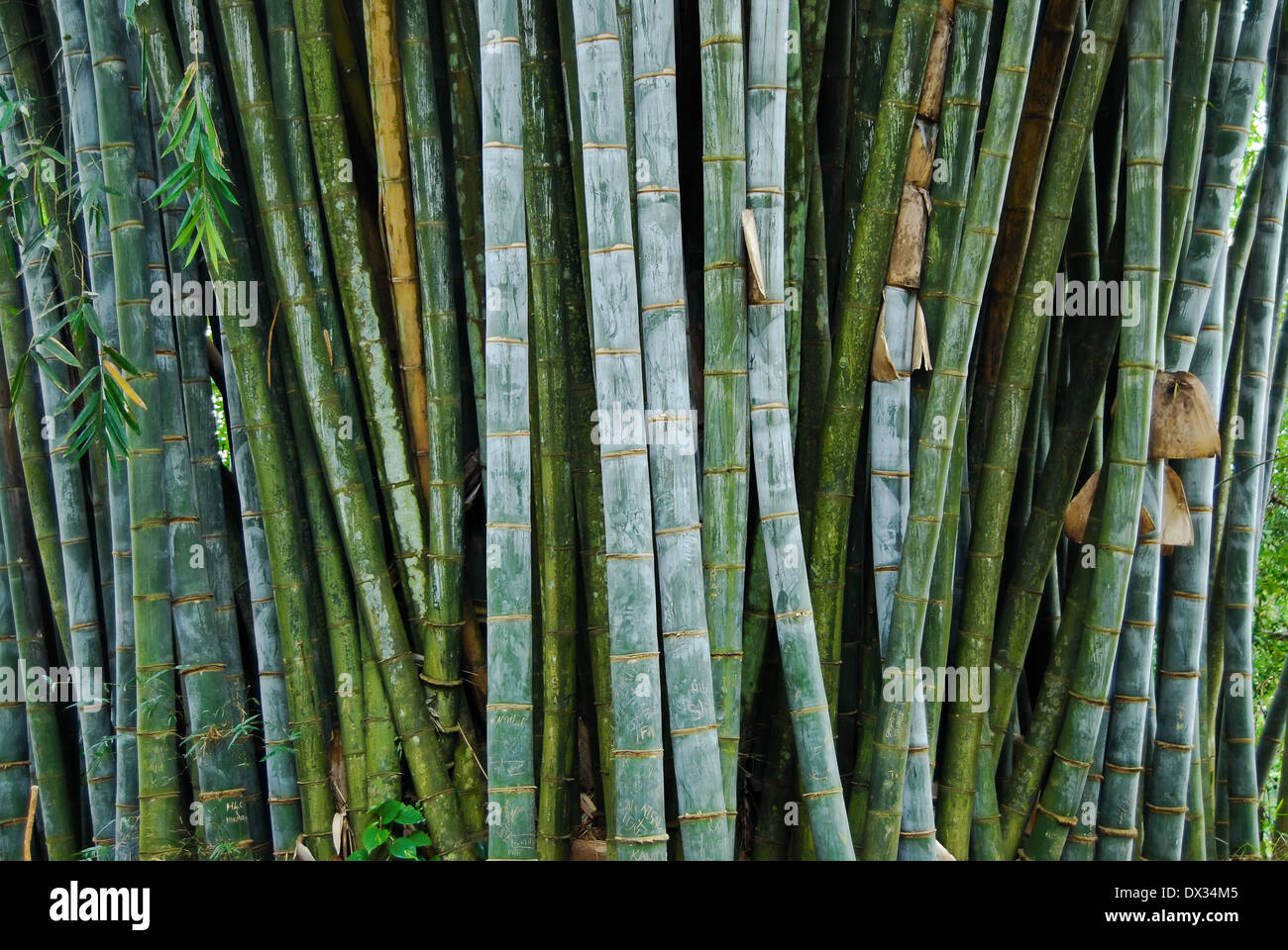 Canes of giant bamboo in the Royal Botanical Gardens, Kandy, Sri Lanka ...