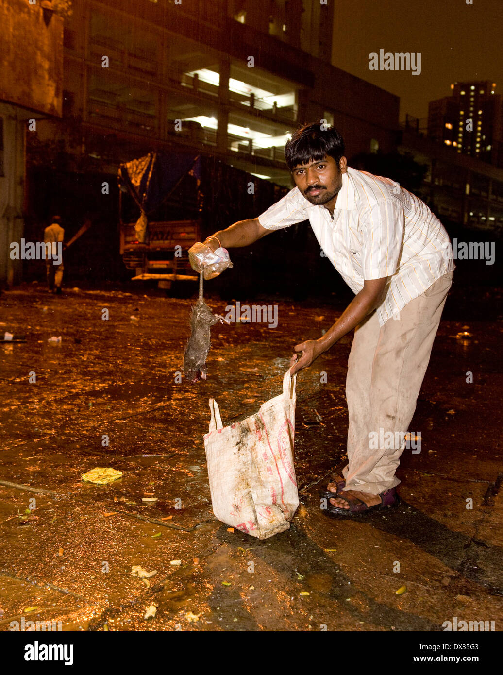 a night's catch of rats is counted the wards 4 night rat killers as ...