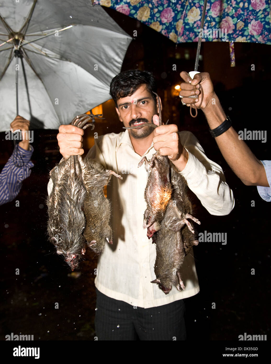 a night's catch of rats is counted the wards 4 night rat killers as ...