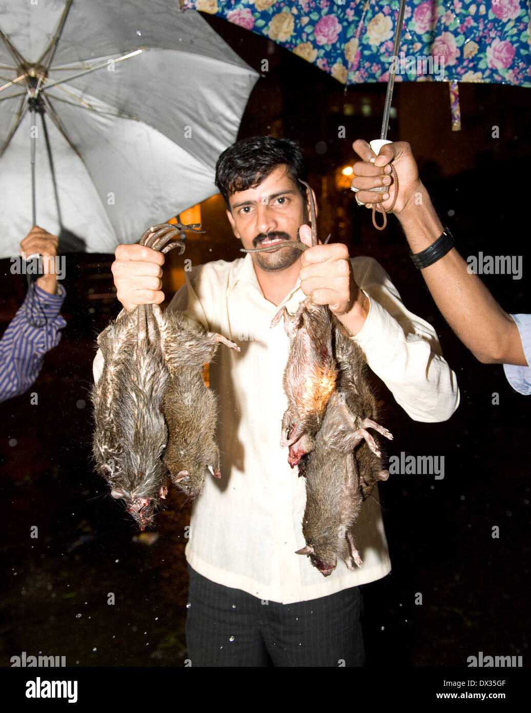 a night's catch of rats is counted the wards 4 night rat killers as ...