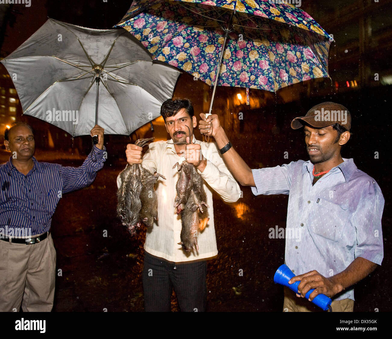 a night's catch of rats is counted the wards 4 night rat killers as ...