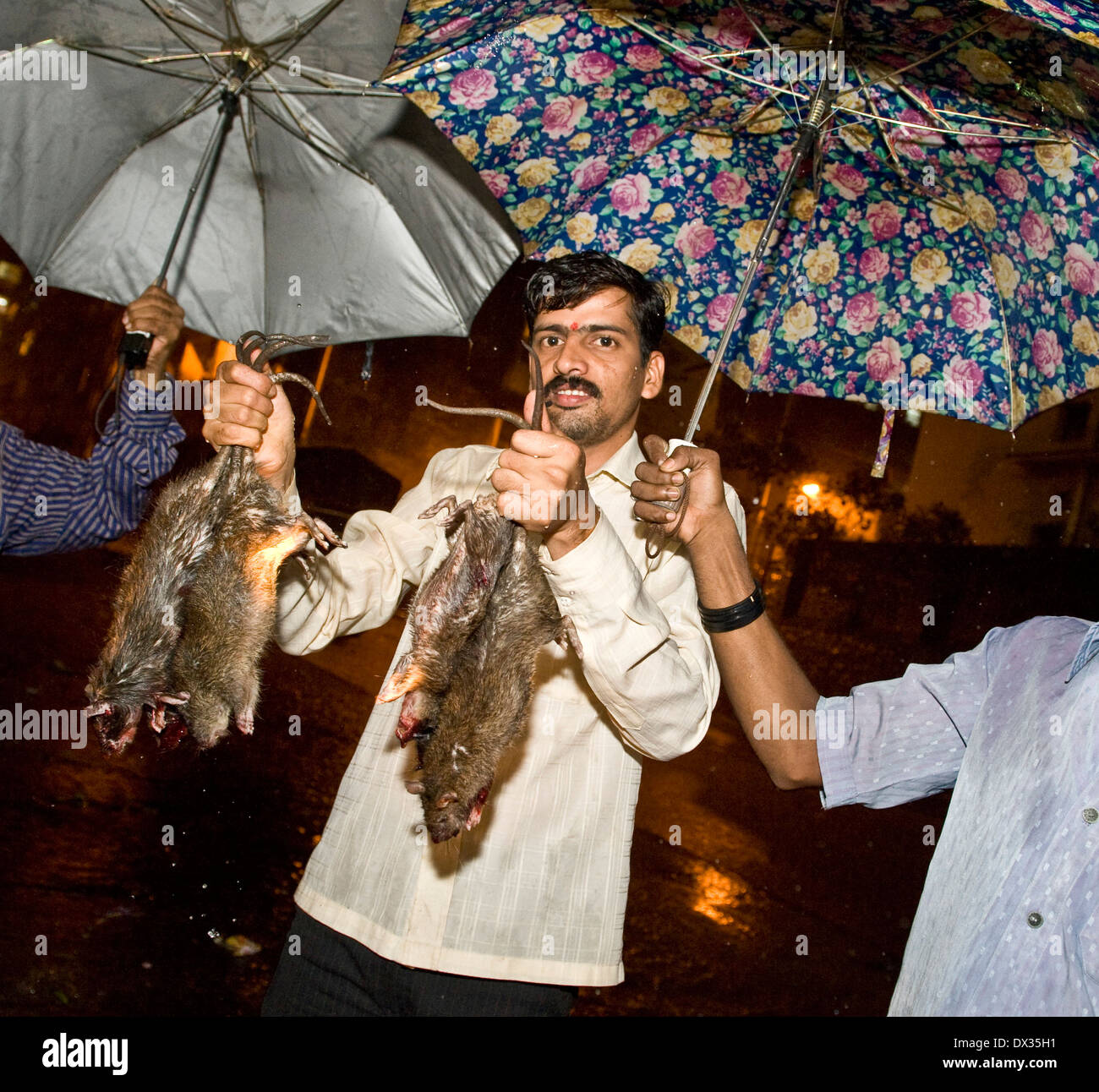 a night's catch of rats is counted the wards 4 night rat killers as ...