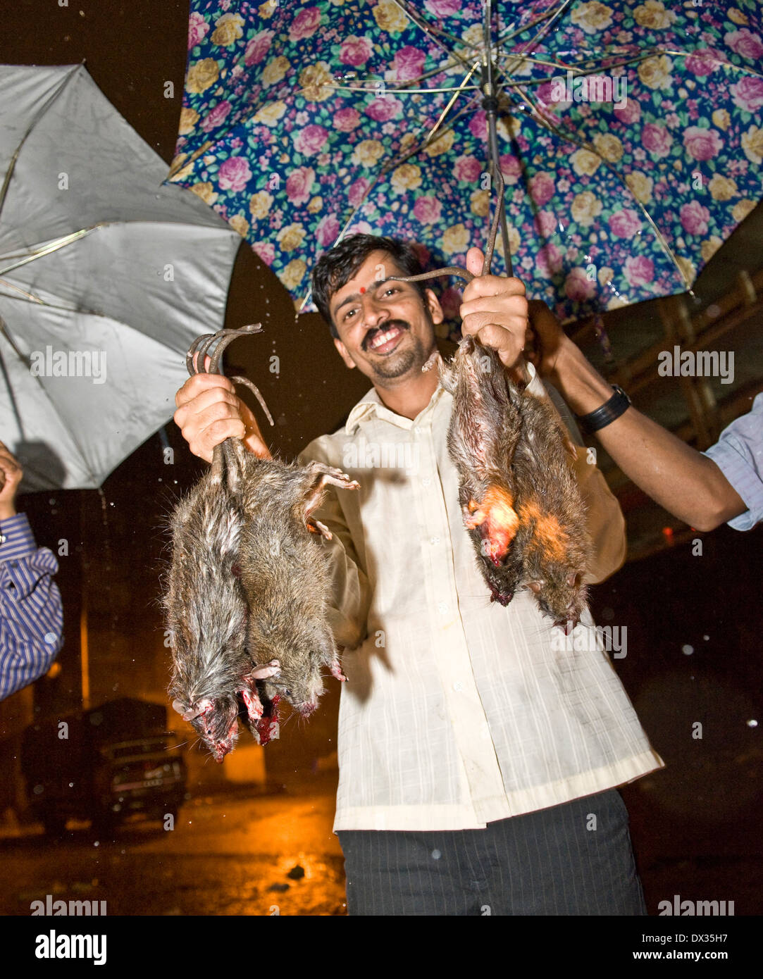 a night's catch of rats is counted the wards 4 night rat killers as ...