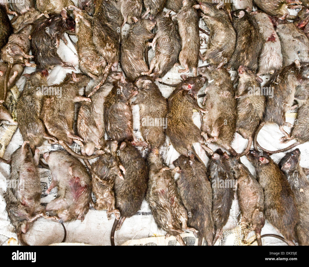 a night's catch of rats is counted the wards 4 night rat killers as ...