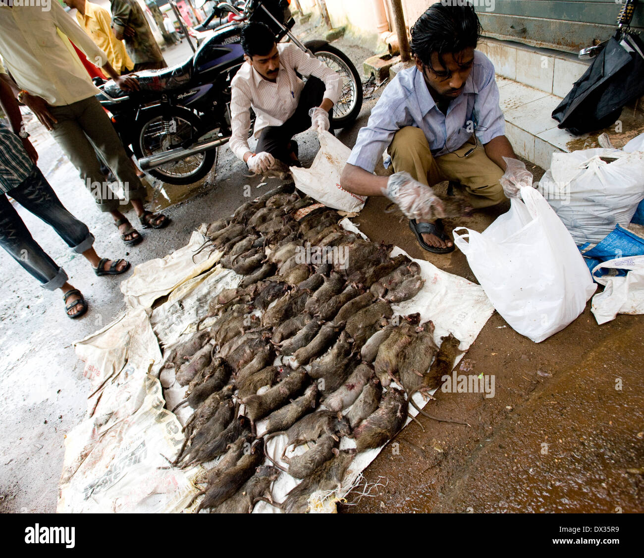 a night's catch of rats is counted the wards 4 night rat killers as ...