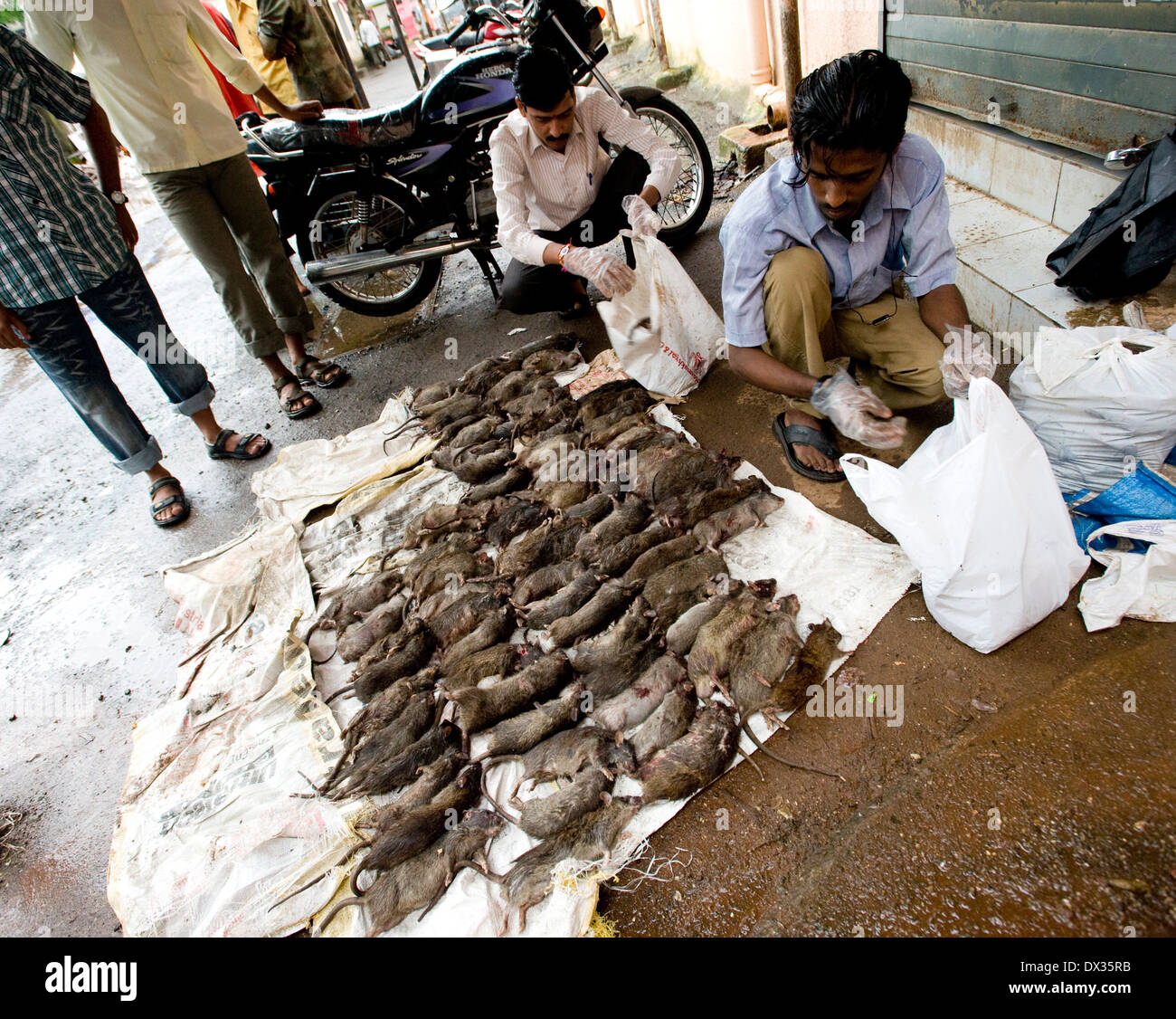 a night's catch of rats is counted the wards 4 night rat killers as ...