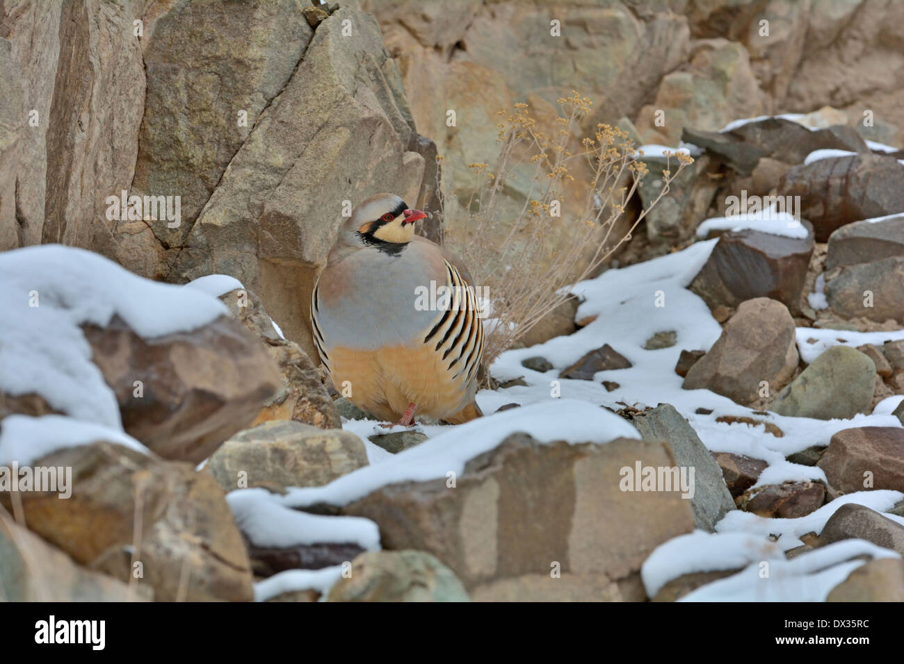 Chukar Partridge or Chukar (Alectoris chukar) against a blue sky in ...
